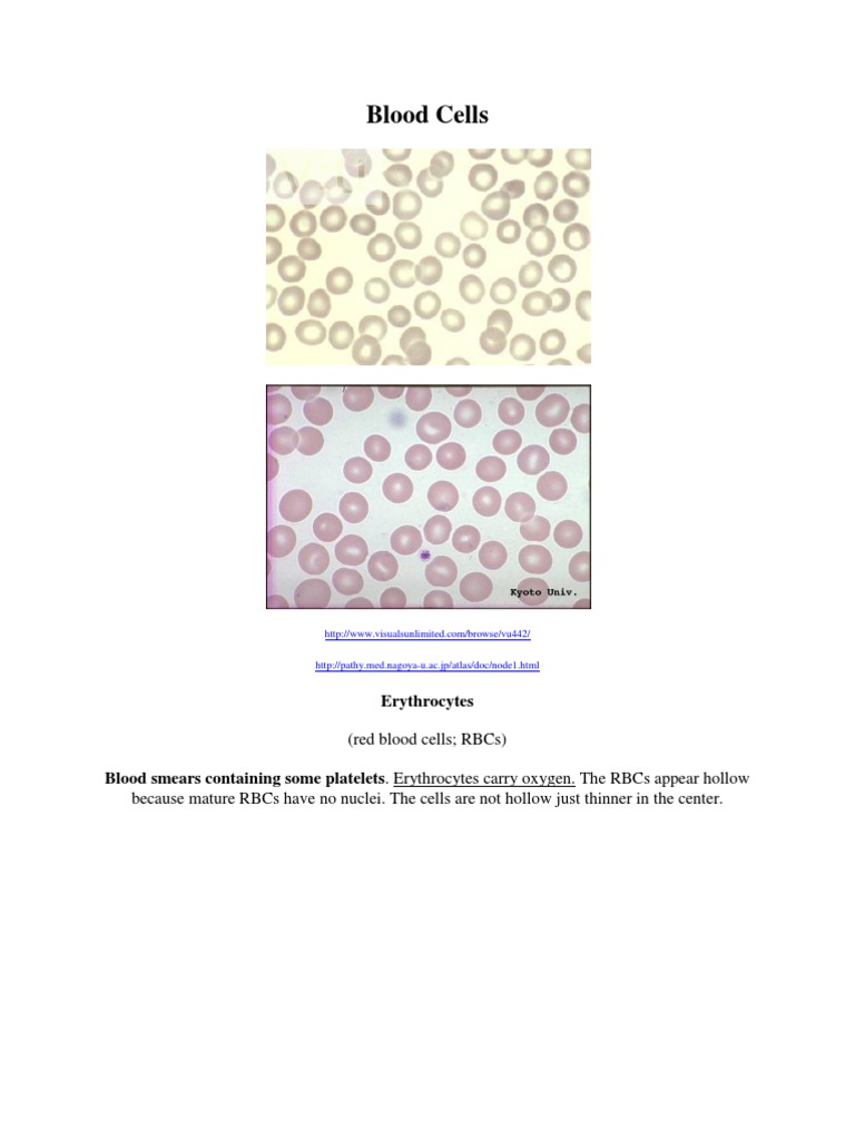Blood Cells | PDF | White Blood Cell | Red Blood Cell