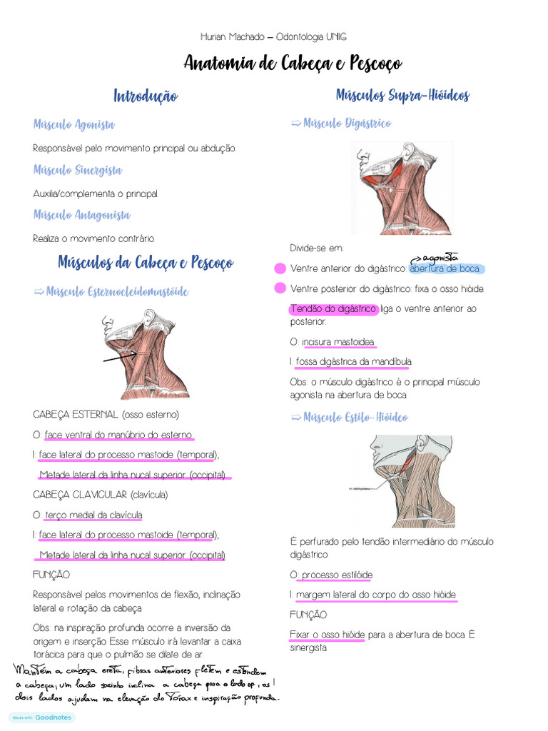 Anatomia dos Músculos da Cabeça e Pescoço | PDF | Língua | Veia