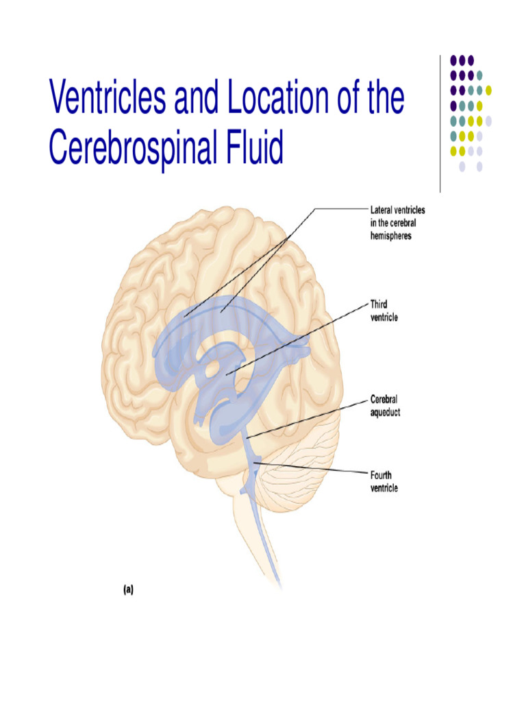 LAB 4 Sectional Anatomy of Forebrain | PDF | Corpus Callosum | Neuroscience