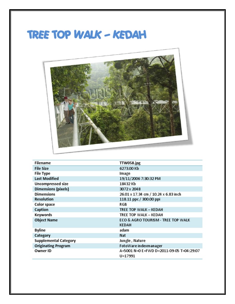Tree Top Walk | PDF