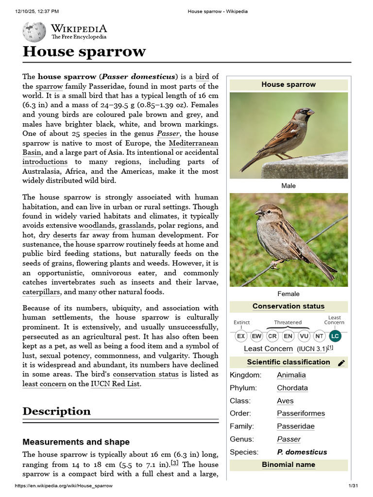 INFORMATION WILD Sparrow | PDF | Birds | Ornithology