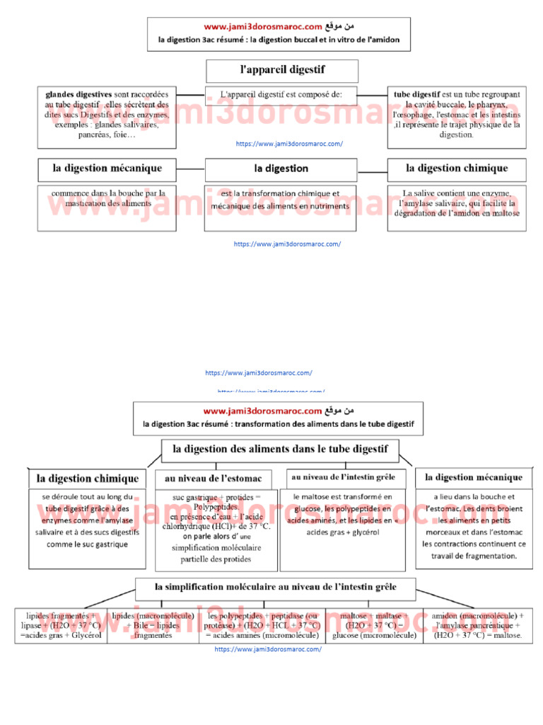 La Digestion Des Aliments Résumé Jami3dorosmaroc | PDF