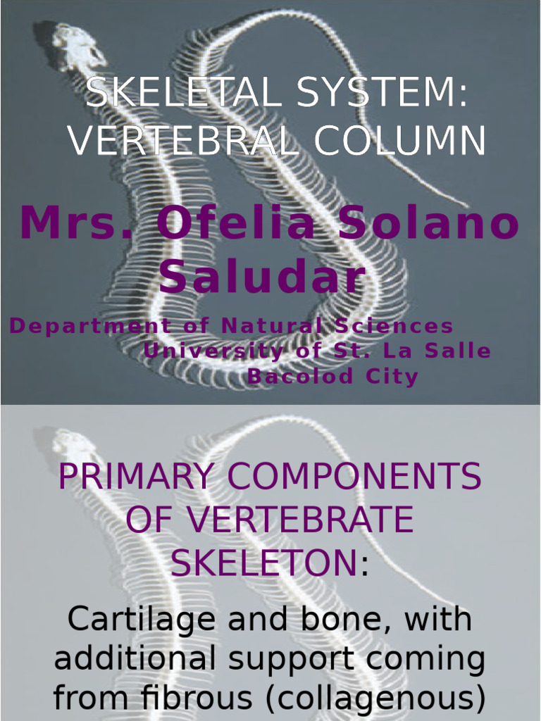 Vertebral Column: Structure and Function | PDF | Vertebra | Bone