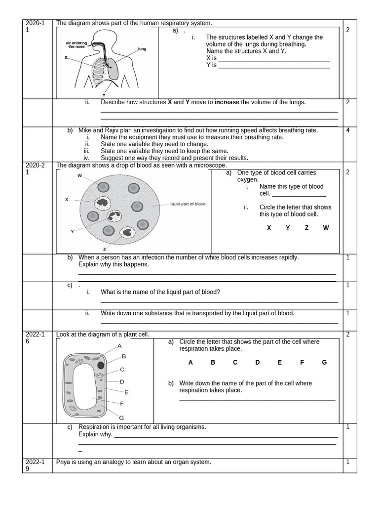 HUMAN RESPIRATORY SYSTEM | PDF | Respiratory System | Blood