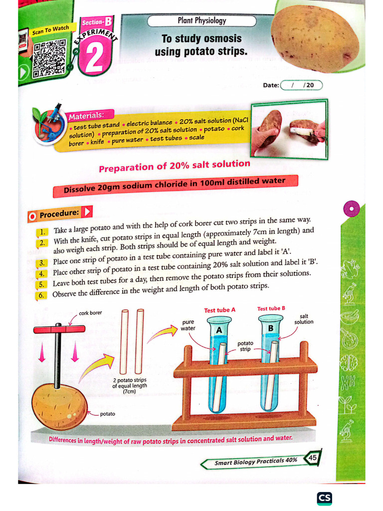 PBA To Study Osmosis Using Potato Strips (Exp + Worksheets) | PDF