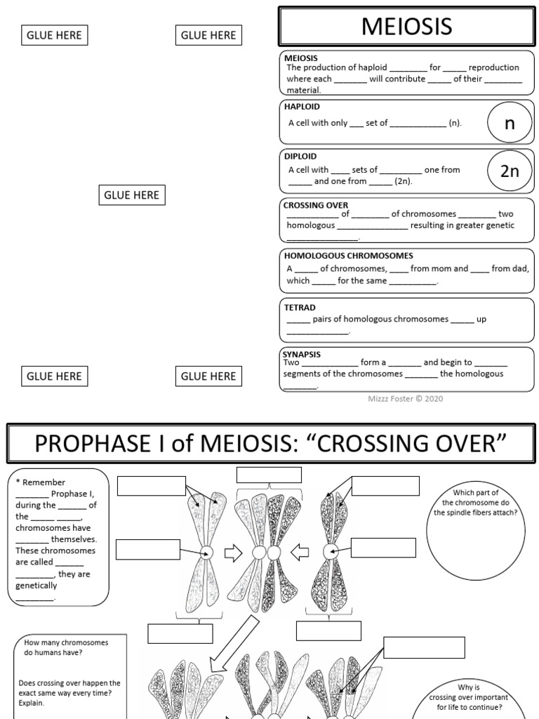 Meiosis Foldout Foldable Modified Digital Fill Able | PDF | Meiosis ...