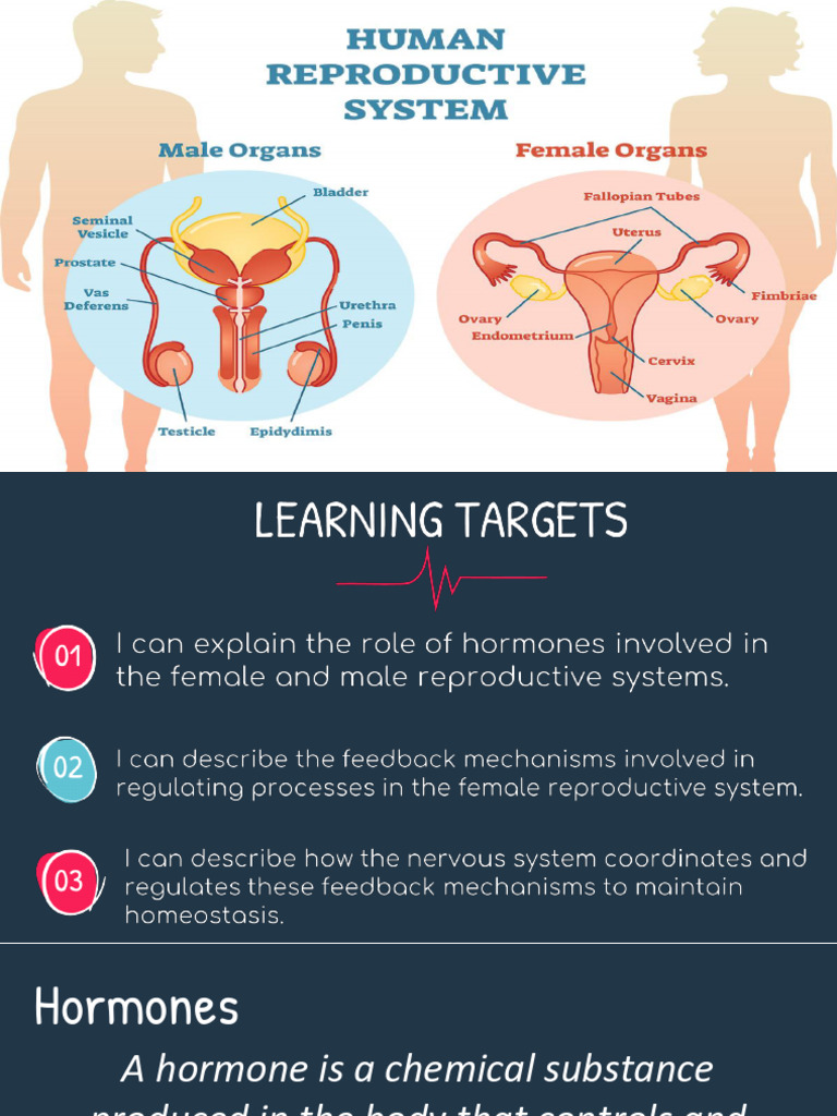 Hormones and Body Systems Explained | PDF | Hormone | Reproductive System