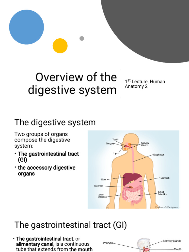 1st Lecture - ANATOMY Digestive System | PDF | Gastrointestinal Tract ...