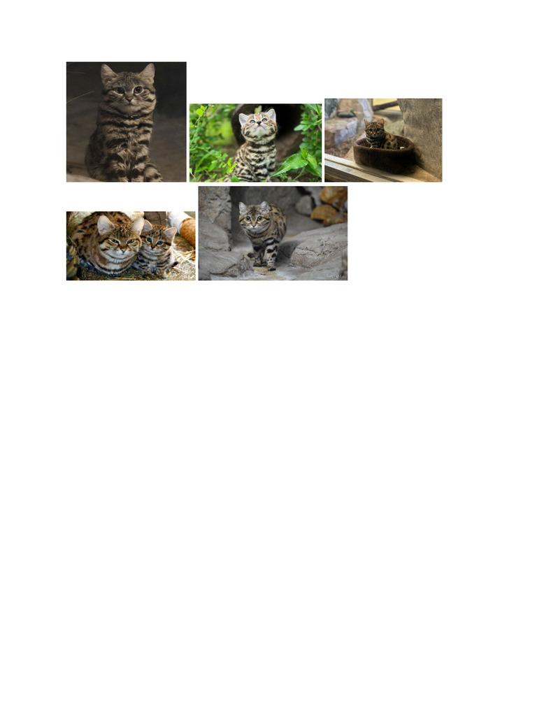 Cat | PDF