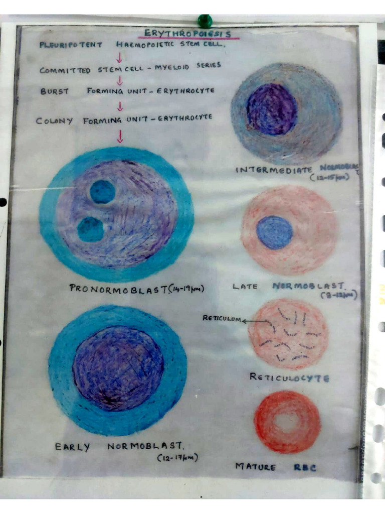 Physiology Diagrams | PDF