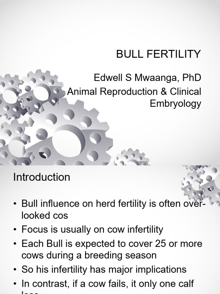 Bull Fertility Draft PP | PDF | Cattle | Testicle