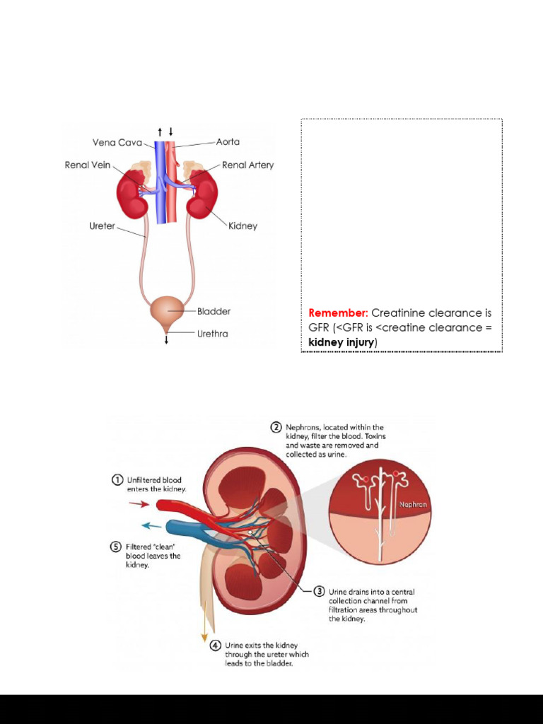 Renal Notes | PDF | Urinary Tract Infection | Urinary System