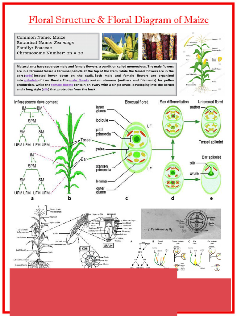 Maize Floral Structure and Diagram | PDF