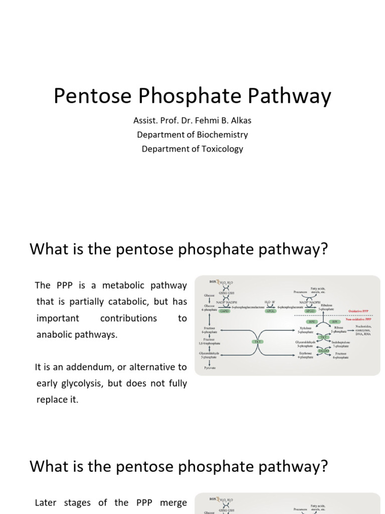 Understanding the Pentose Phosphate Pathway | PDF | Glycolysis ...