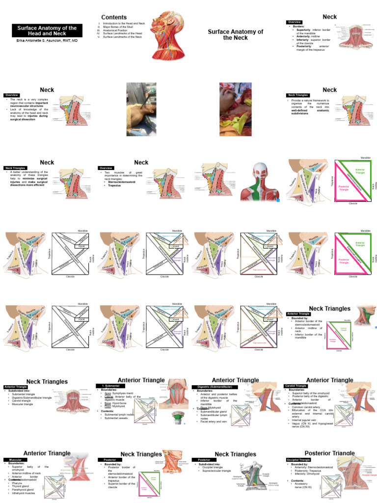 Head and Neck Surface Anatomy Guide | PDF | Neck | Primate Anatomy