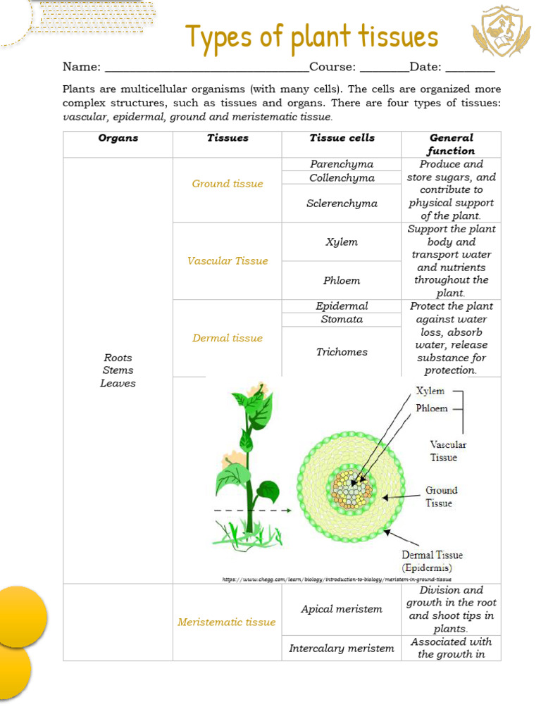 Types of Plant Tissues Explained | PDF | Tissue (Biology) | Morphology ...