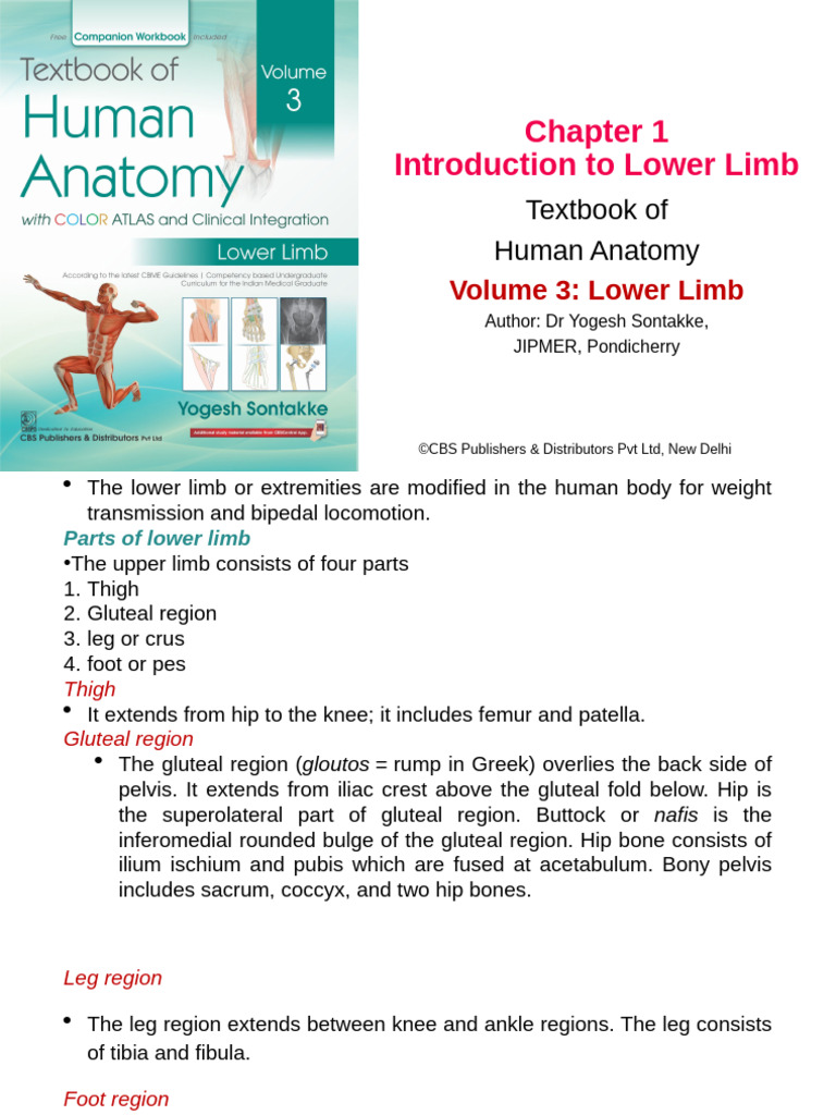 Chapter 1 Introduction to Lower Limb | PDF
