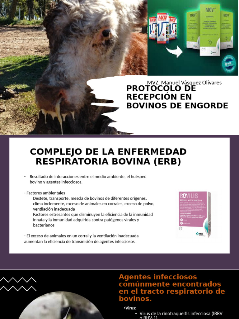 Protocolo Sanitario para Bovinos de Engorde | PDF | Vacas | Anemia