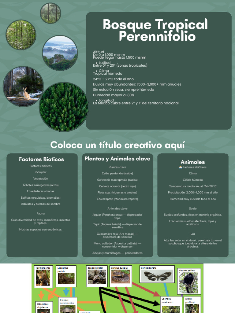 Bosque Tropical Perennifolio | PDF | Zona tropical