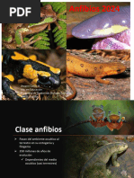 Características de los Sarcopterigios | PDF | Pescado | Vertebrados ...
