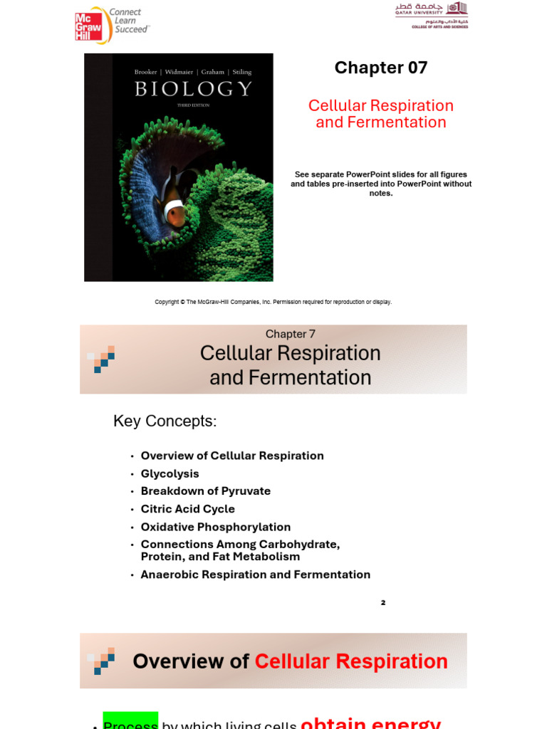 Slides Lectures 12 and 13 | PDF | Cellular Respiration | Glycolysis