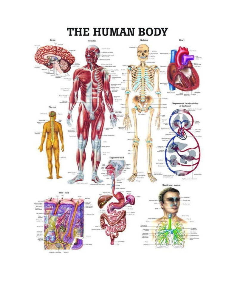 Final Anatomy -1 | PDF | Epithelium | Anatomical Terms Of Motion