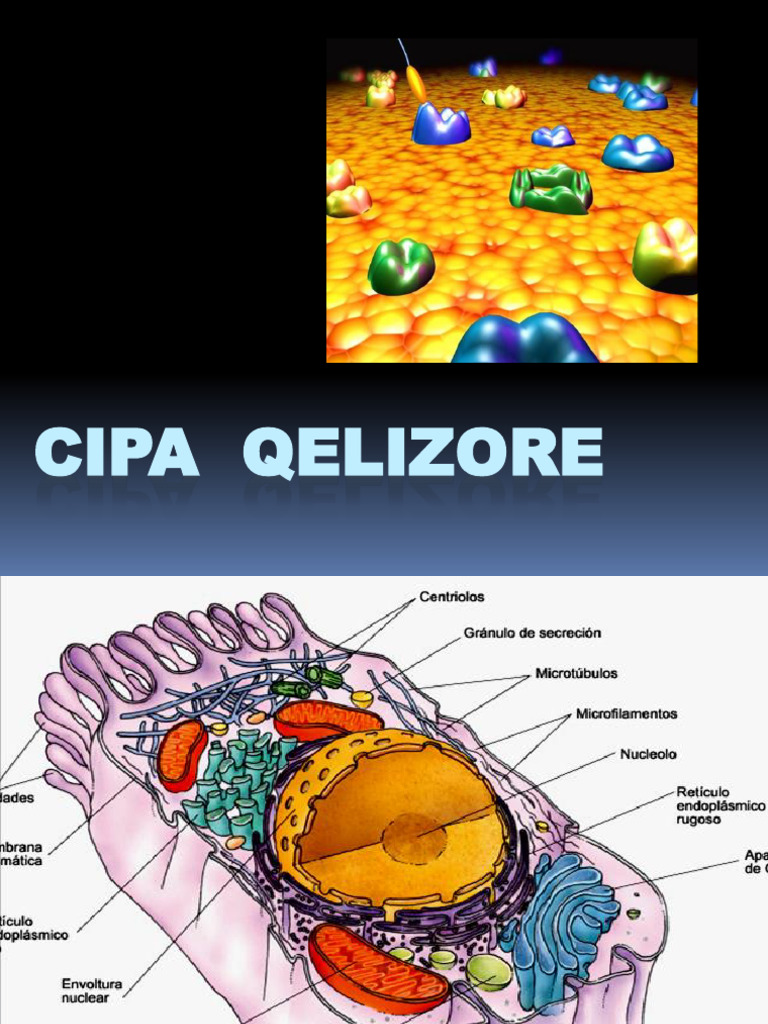 Cipa Qelizore | PDF