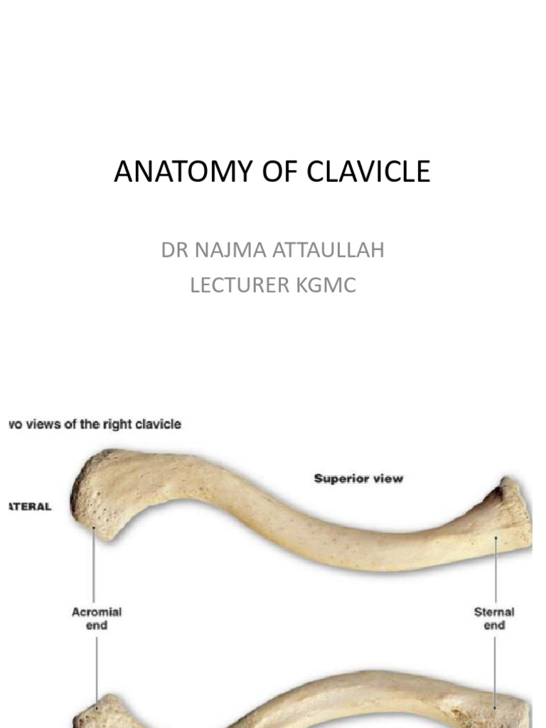 Anatomy of Clavicle | PDF