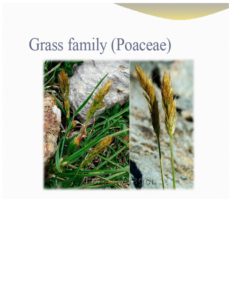The Gramineae family (Poaceae) | PDF | Leaf | Cereals