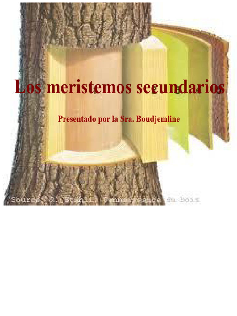 Curso 5 - Los meristemos secundarios.pdf | PDF | Raíz | Tallo de la planta