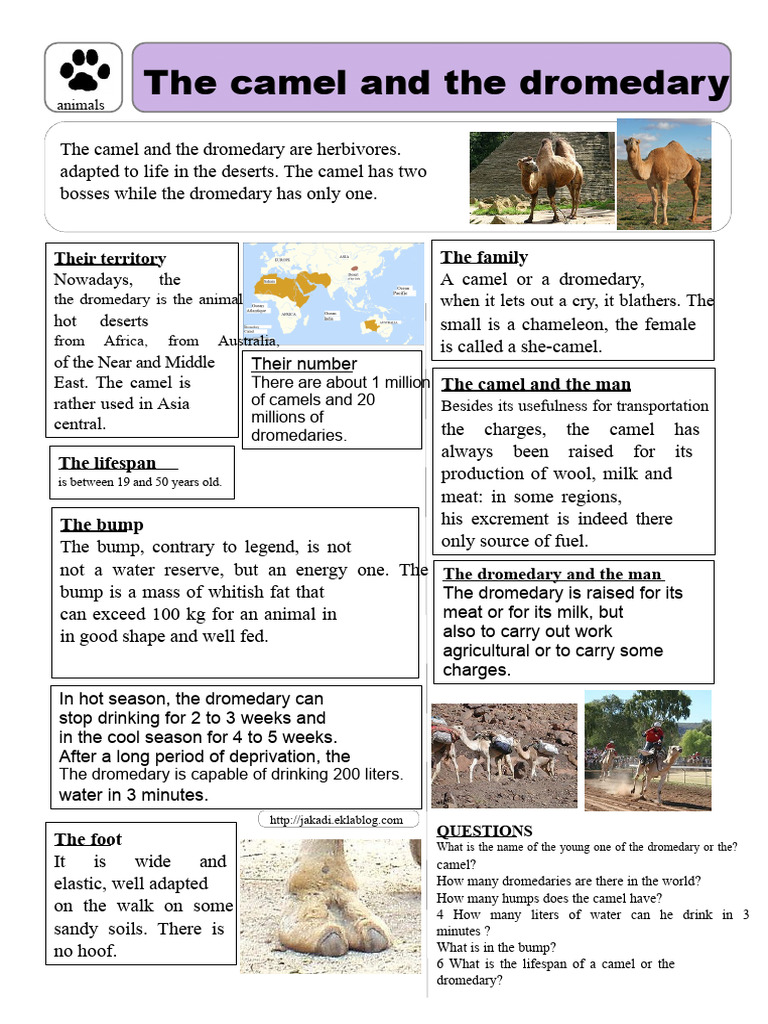 Camels vs. Dromedaries: Key Differences | PDF | Camel | Ethnobiology