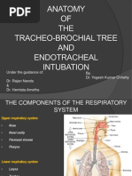 Anatomy of the Tracheobronchial Tree | PDF | Lung | Respiratory Tract