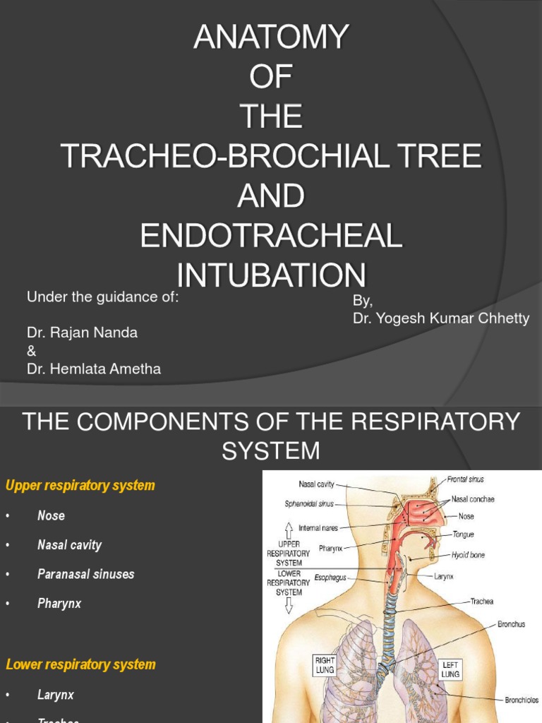 Tracheobronchial Tree | PDF | Respiratory Tract | Primate Anatomy