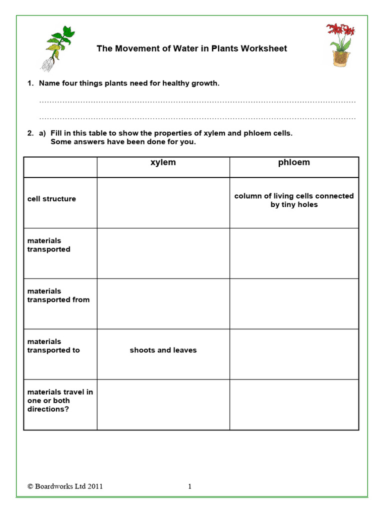 Water Movement in Plants Worksheet | PDF | Plant Stem | Plants