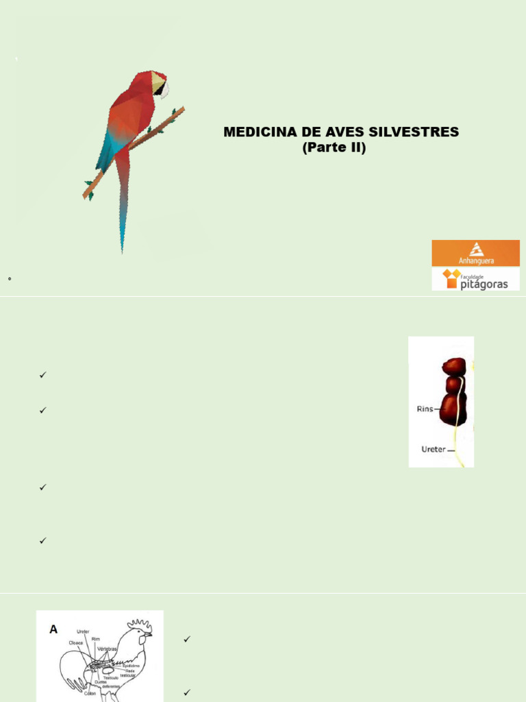 Anatomia e Fisiologia das Aves Silvestres | PDF | Sangue | Sistema ...