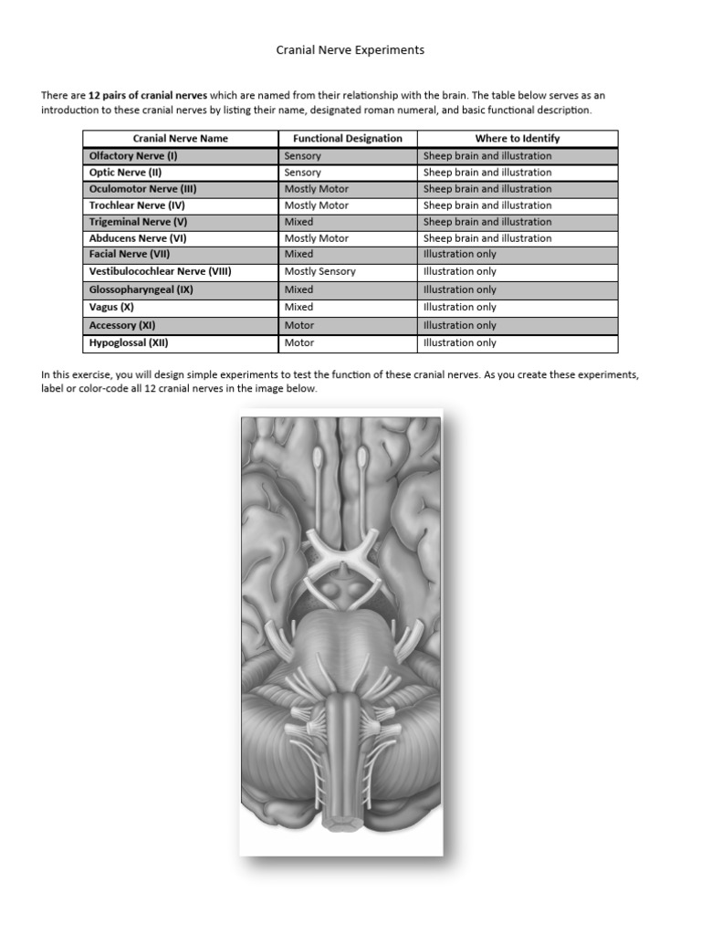 Ch 13 Cranial Nerve Experiments With Illustration | PDF ...