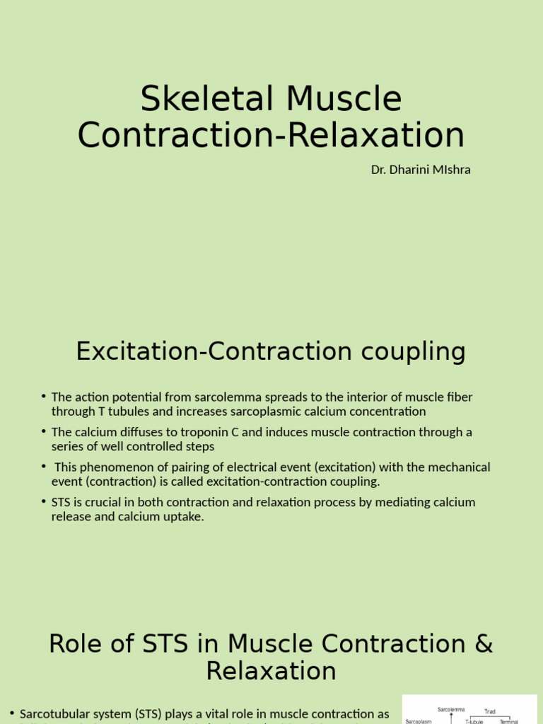 Skeletal Muscle Contraction-Relaxation | PDF | Muscle Contraction | Skeletal Muscle