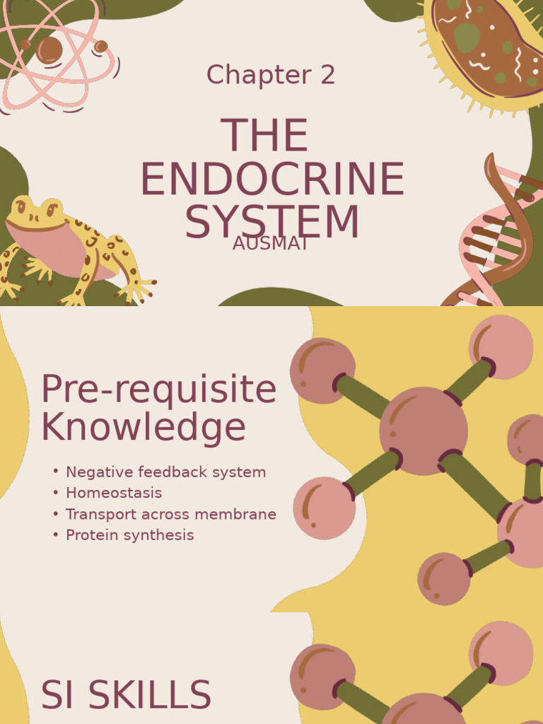 Understanding the Endocrine System | PDF | Adrenal Gland | Endocrine System