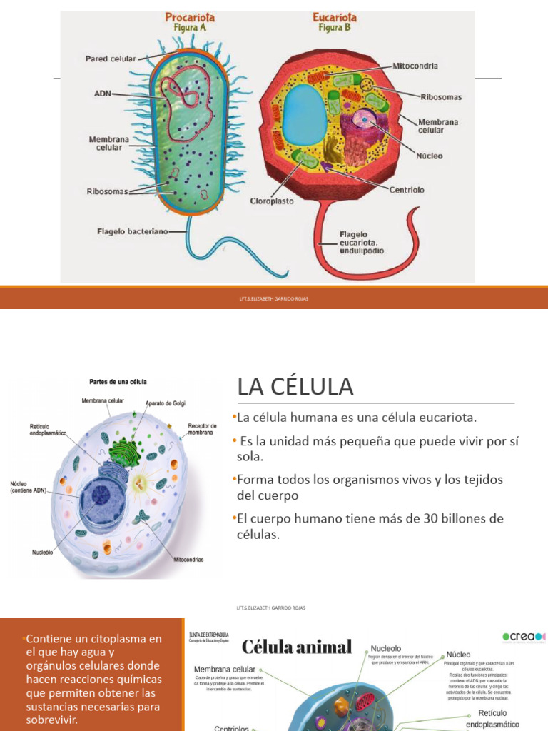 2 celula.pptx | PDF | Citoplasma | Retículo endoplásmico