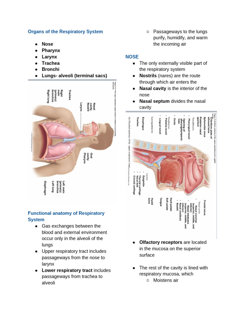 ANAPHY LEC - The Respiratory System | PDF | Respiratory Tract | Lung