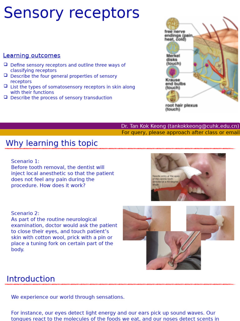 Sensory Receptor - Student Note | PDF | Stimulus (Physiology) | Senses