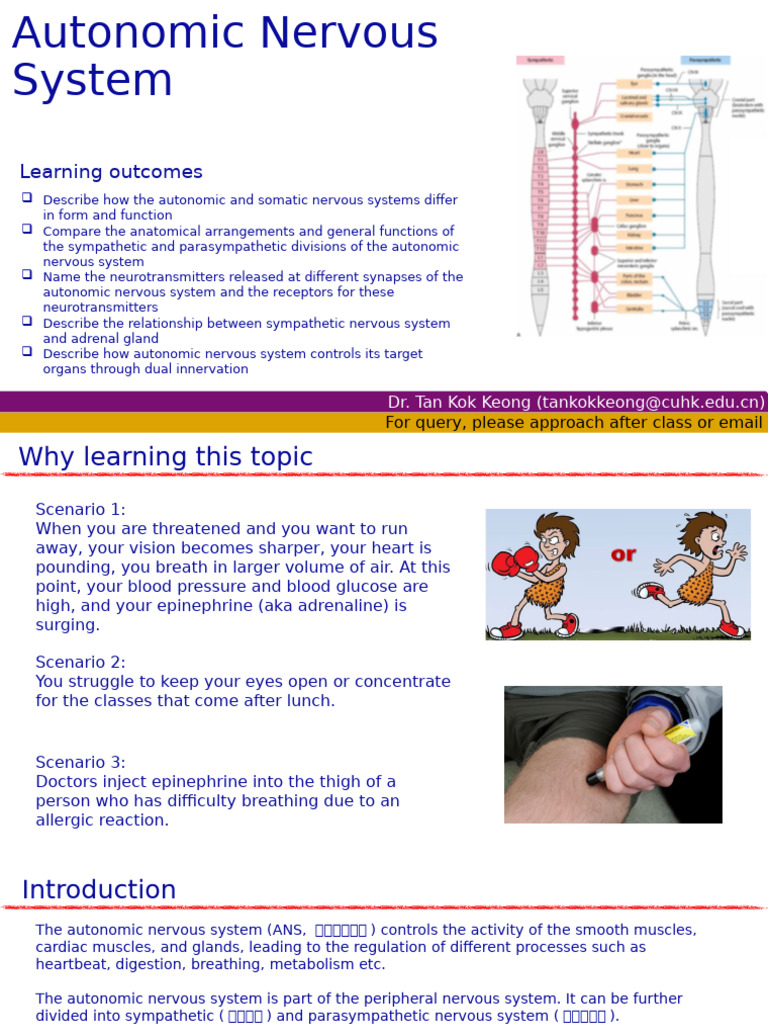 Autonomic Nervous System_student Note | PDF | Acetylcholine | Autonomic ...