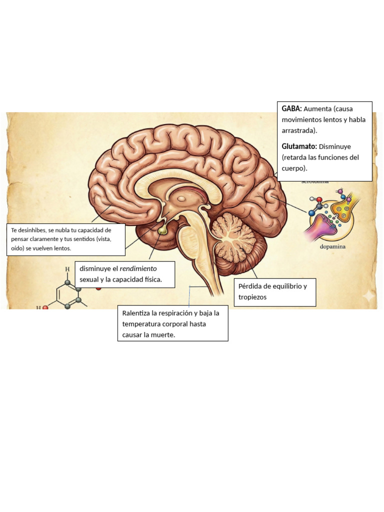 Alcohol and The Brain | PDF