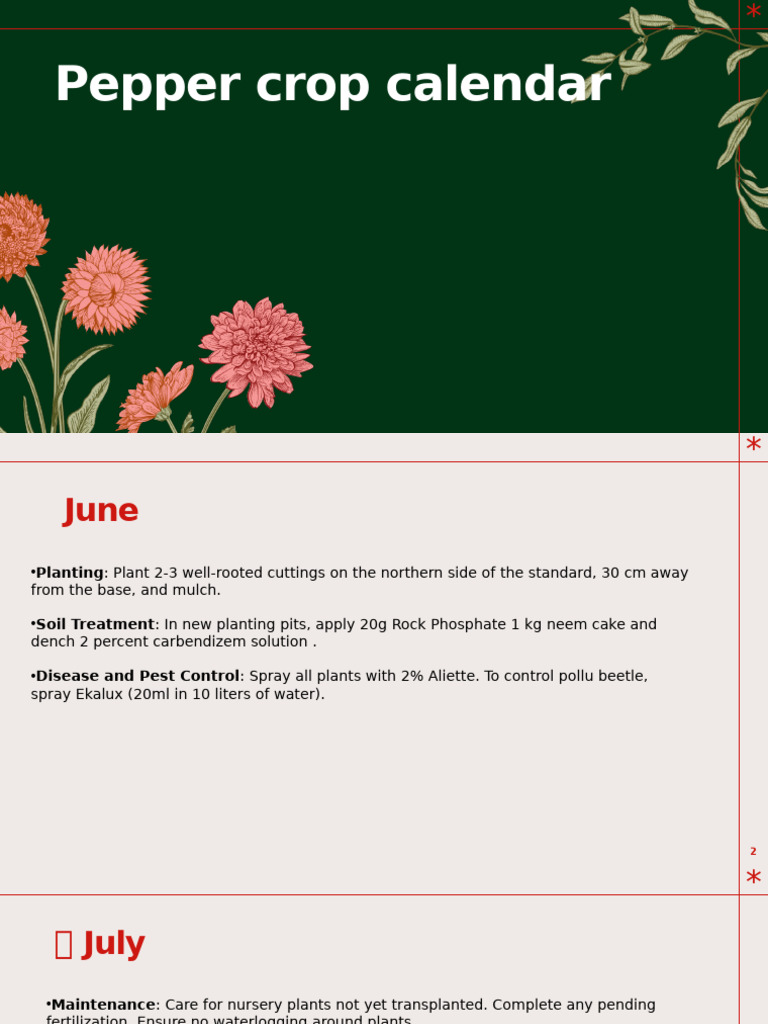Pepper Crop Calendar and Care Guide | PDF | Mulch | Plant Nursery