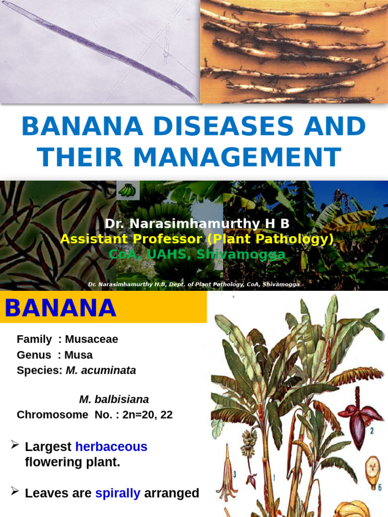 Banana Diseases and Management Guide | PDF | Banana | Branches Of Botany