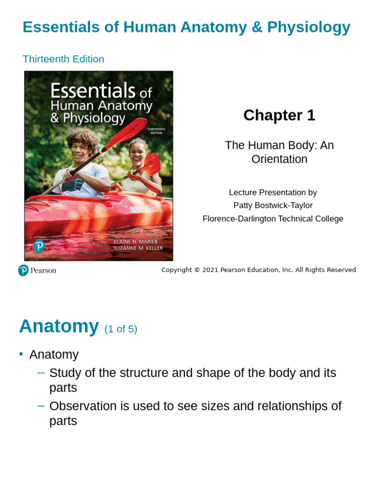 Marieb Ehap13 Ch01 Lecture Presentation Body Orientation | PDF ...
