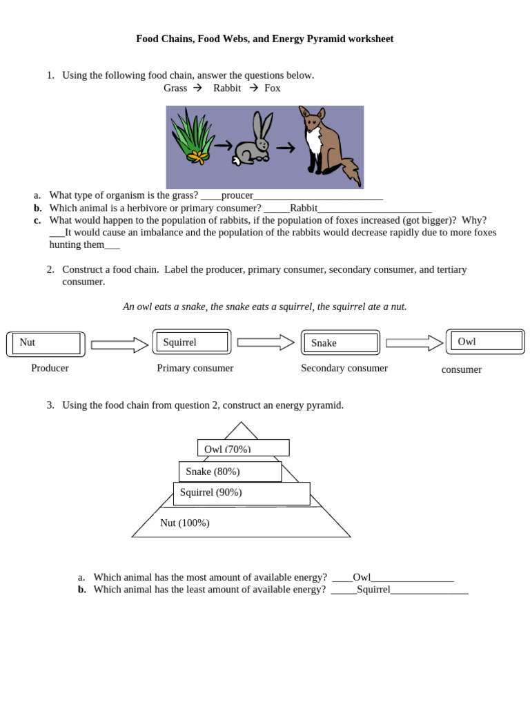Food Chains Biology Kids Worksheet | PDF | Food Web | Foods