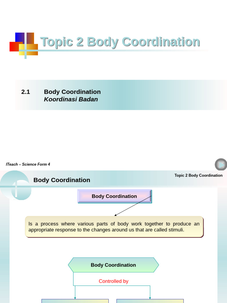 F4 Cp 2 Body Coordination 2 Pdf Axon Dendrite