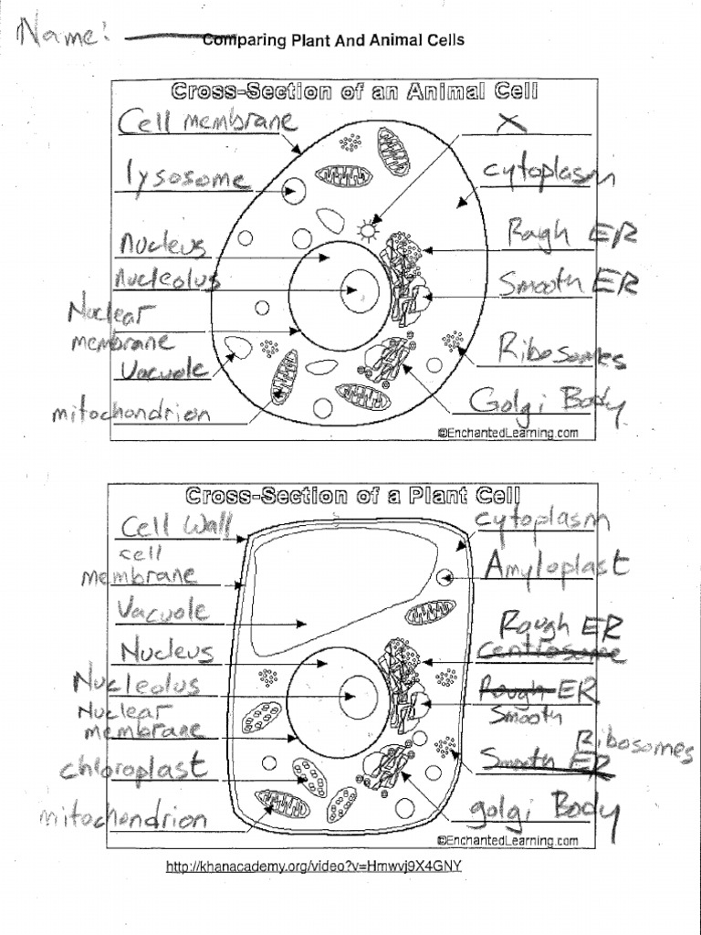 Plant and Animal Cell Labels | PDF