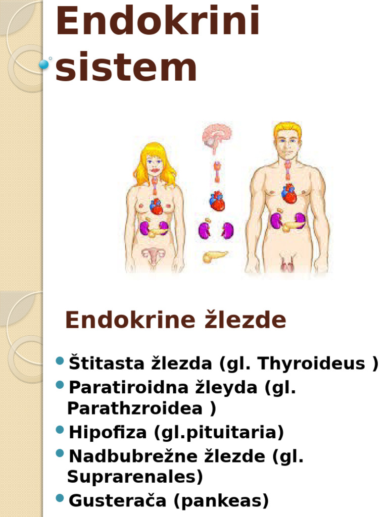 Endokrine Zlezde | PDF